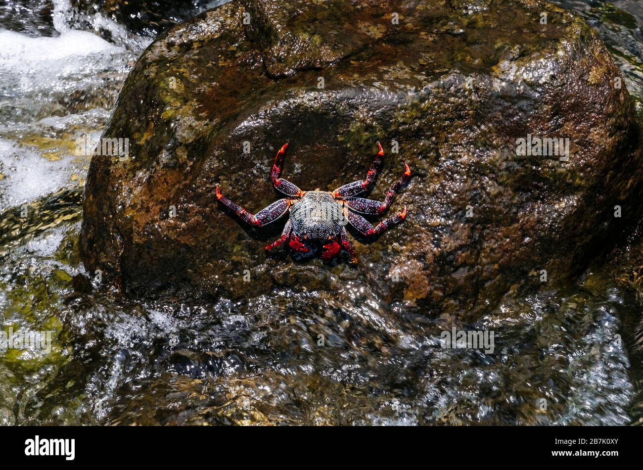 Red crab on a rock with the sea crashing into the rock Stock Photo - Alamy