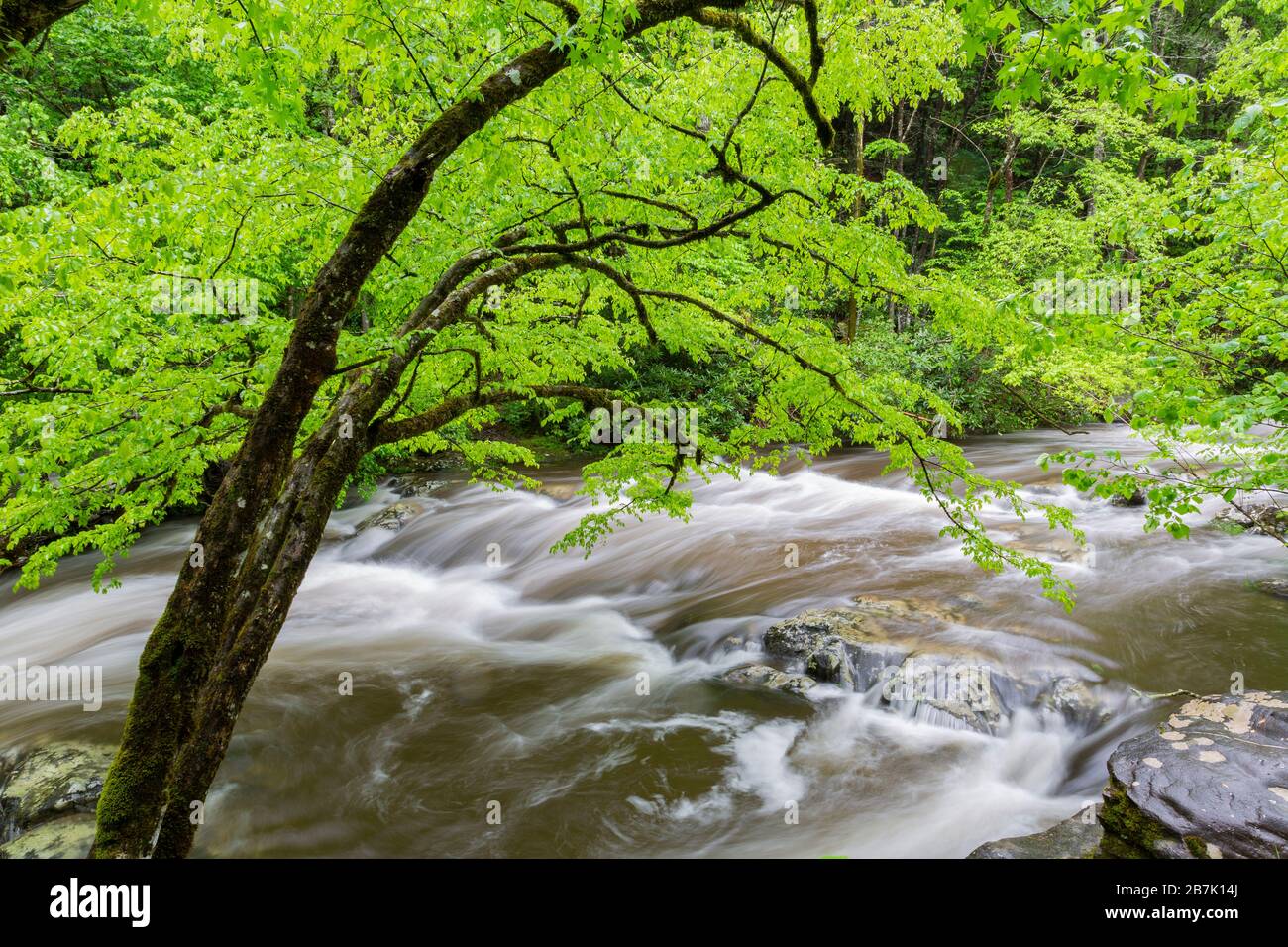 66745-04520 Middle Prong Little River in spring Great Smoky Mountains ...