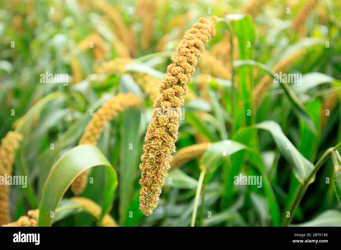 foxtail millet, Millet is growing Stock Photo - Alamy
