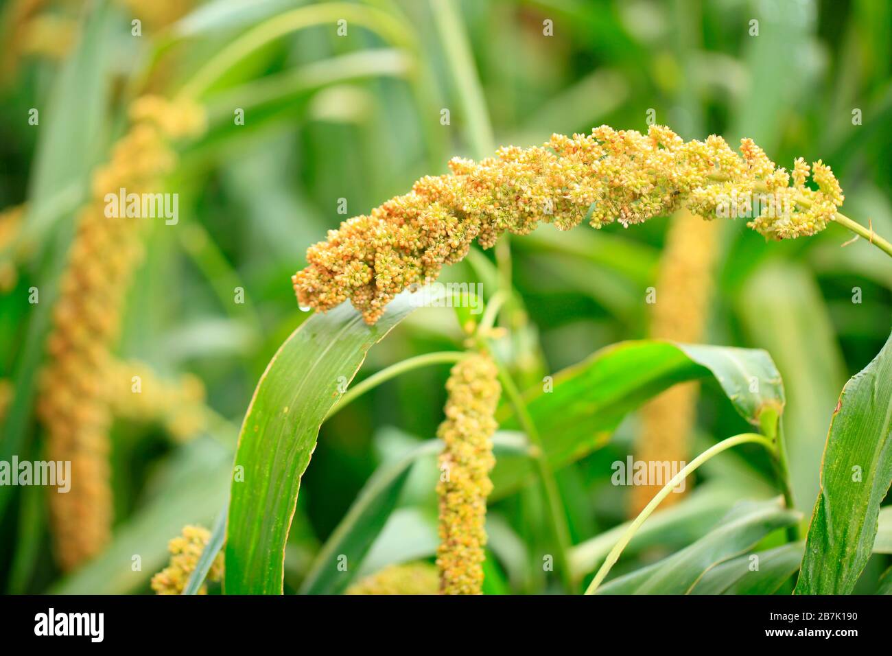 foxtail millet, Millet is growing Stock Photo - Alamy