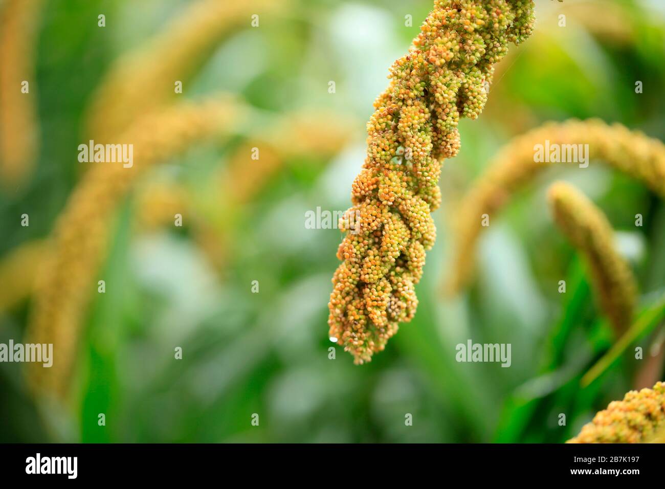 foxtail millet, Millet is growing Stock Photo - Alamy