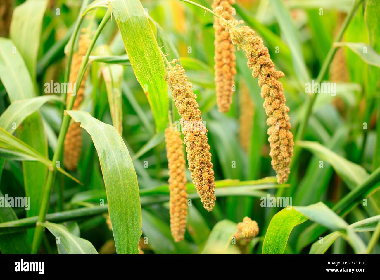 foxtail millet, Millet is growing Stock Photo - Alamy