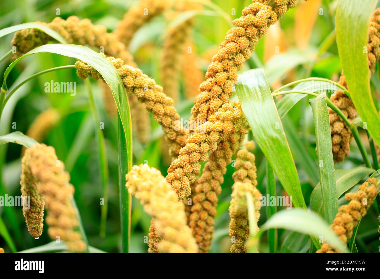 foxtail millet, Millet is growing Stock Photo - Alamy