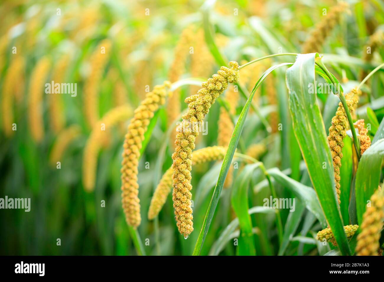 Foxtail millet field hi-res stock photography and images - Alamy