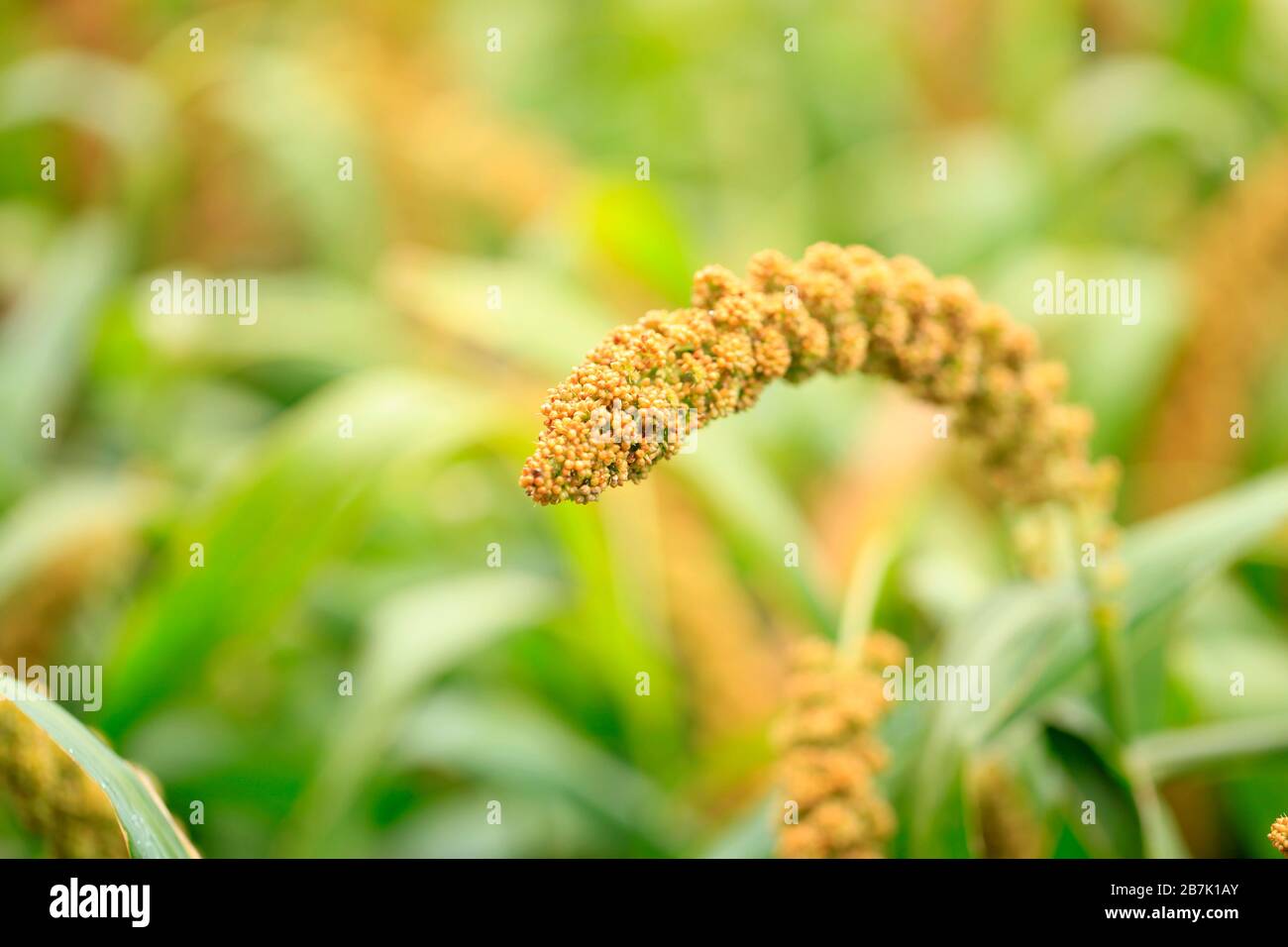 foxtail millet, Millet is growing Stock Photo - Alamy