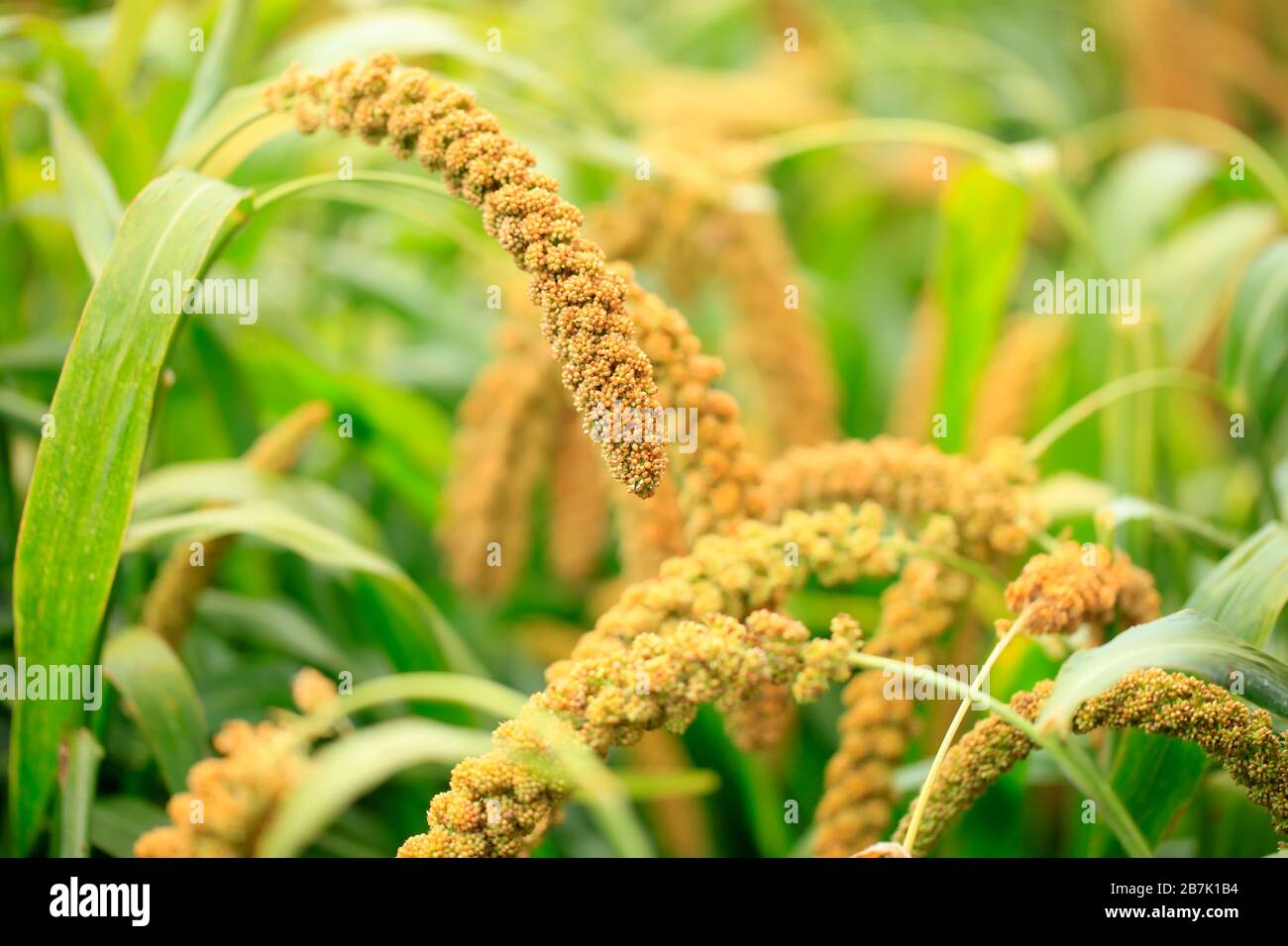 foxtail millet, Millet is growing Stock Photo - Alamy