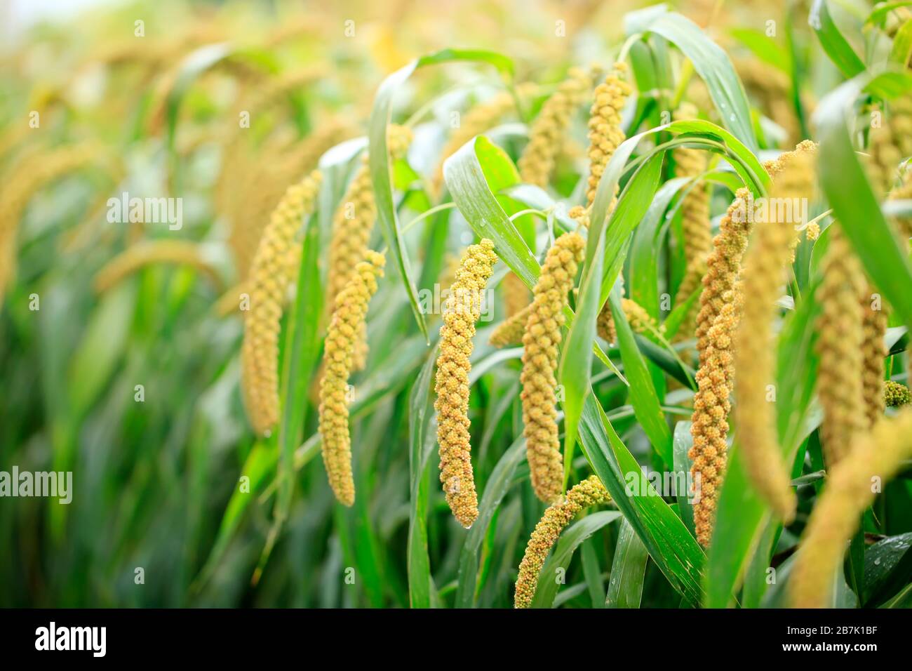 foxtail millet, Millet is growing Stock Photo - Alamy