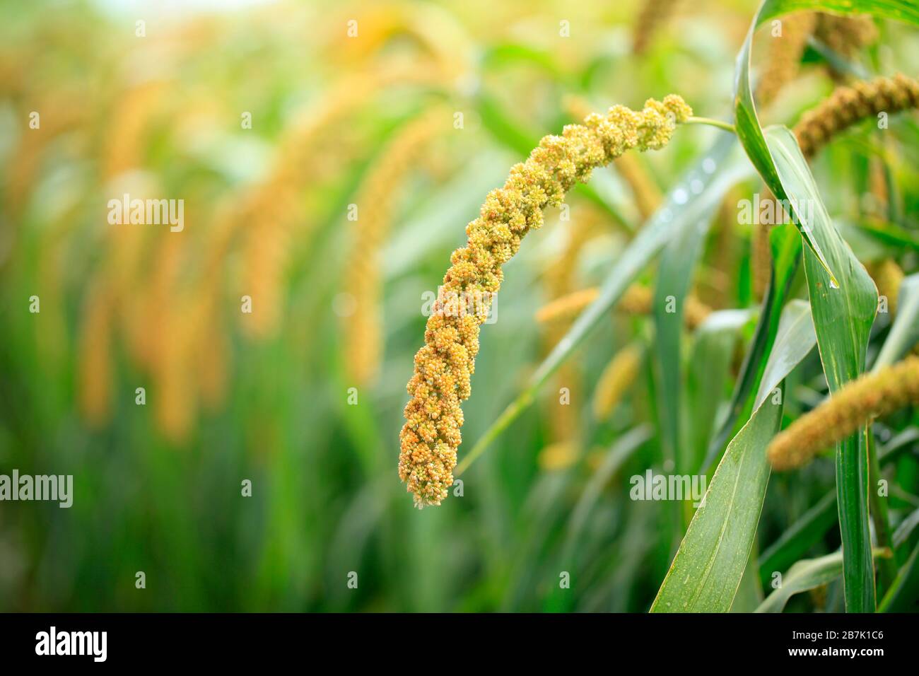 foxtail millet, Millet is growing Stock Photo - Alamy