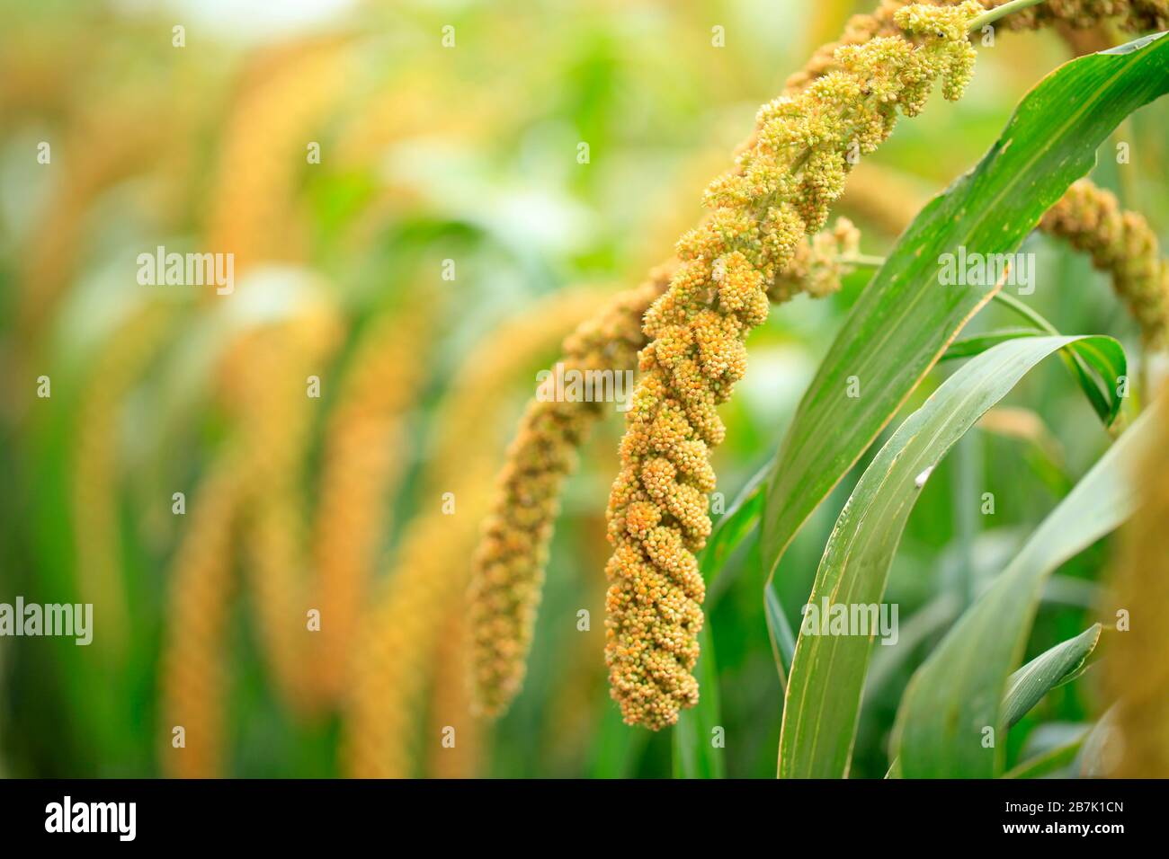 foxtail millet, Millet is growing Stock Photo - Alamy