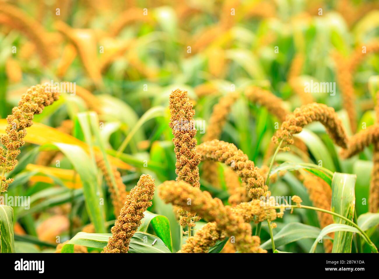 foxtail millet, Millet is growing Stock Photo - Alamy