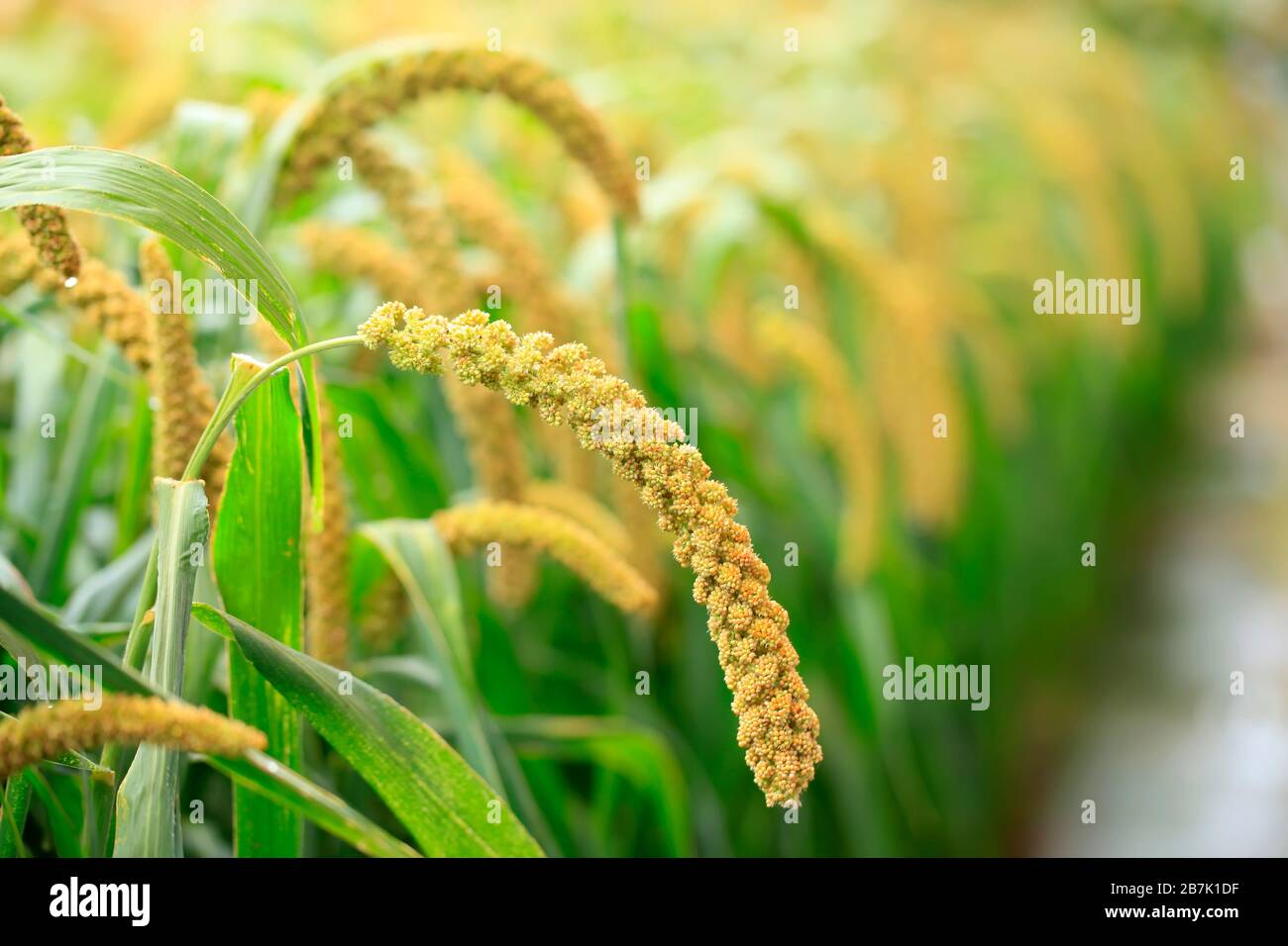 foxtail millet, Millet is growing Stock Photo - Alamy