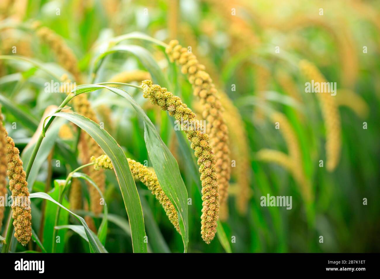 foxtail millet, Millet is growing Stock Photo - Alamy