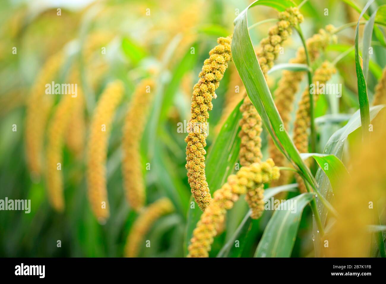 foxtail millet, Millet is growing Stock Photo - Alamy