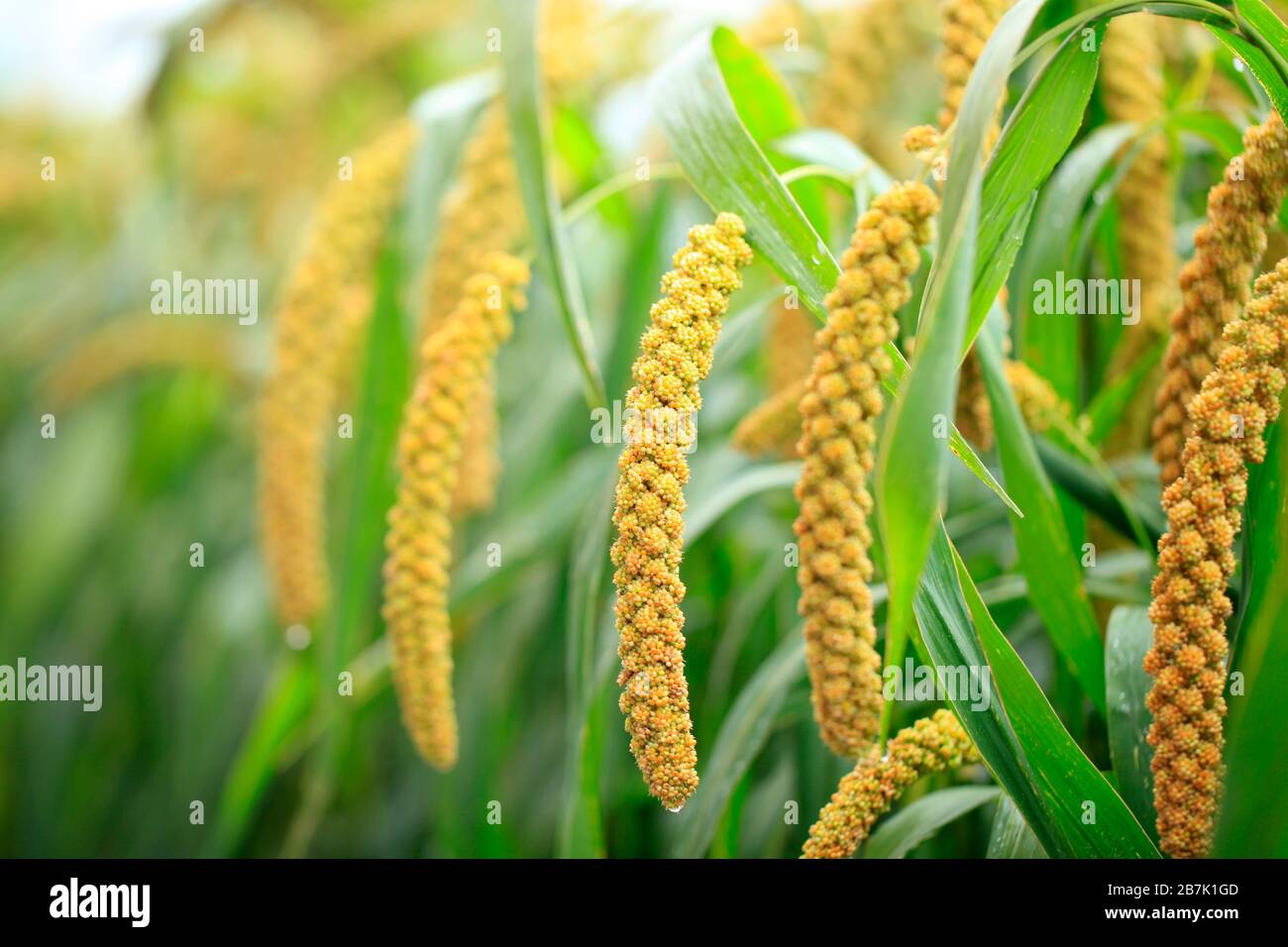 foxtail millet, Millet is growing Stock Photo - Alamy