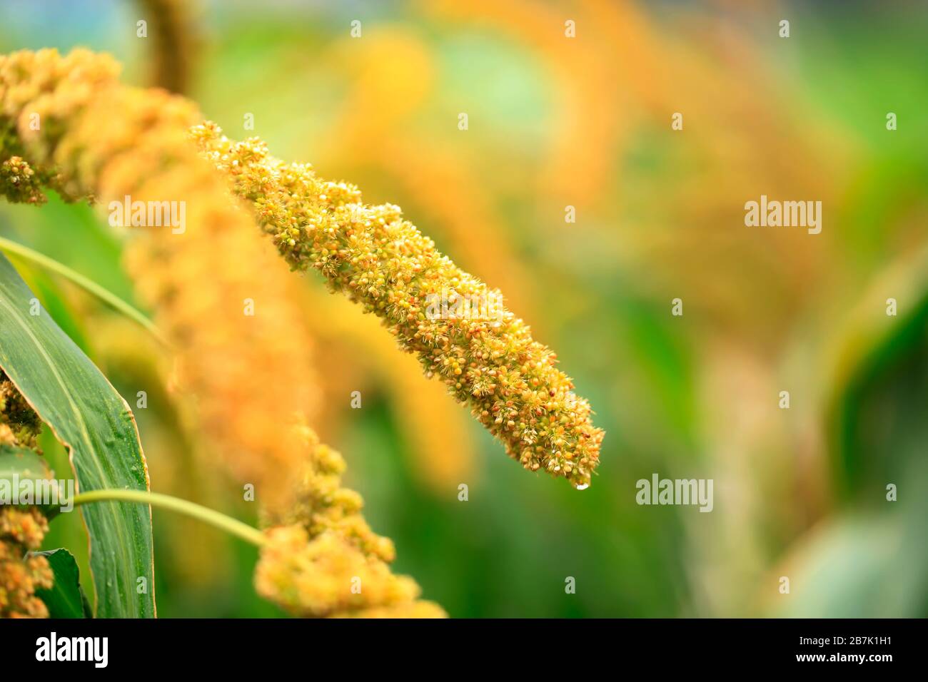 foxtail millet, Millet is growing Stock Photo - Alamy