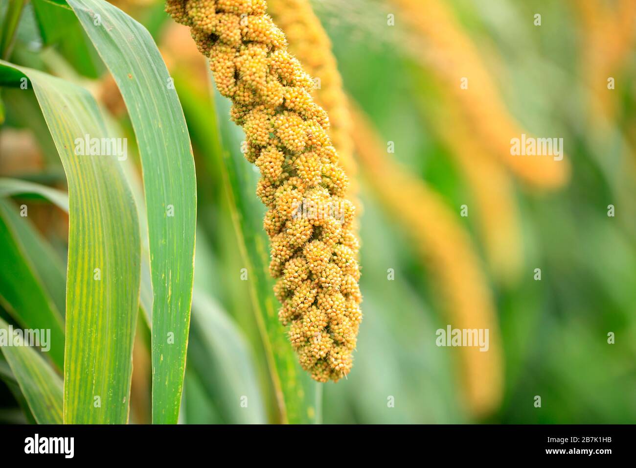 foxtail millet, Millet is growing Stock Photo - Alamy