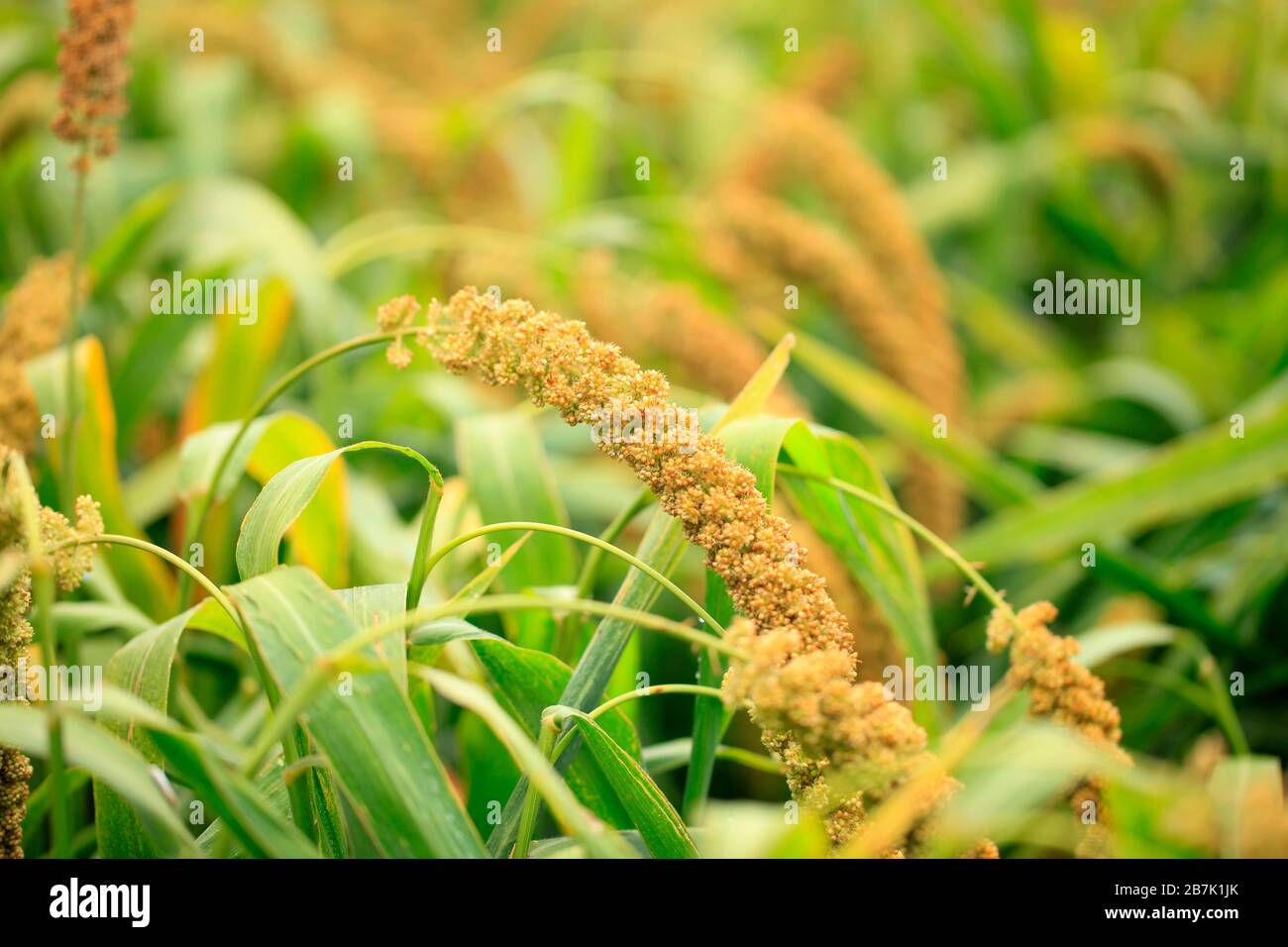 foxtail millet, Millet is growing Stock Photo - Alamy