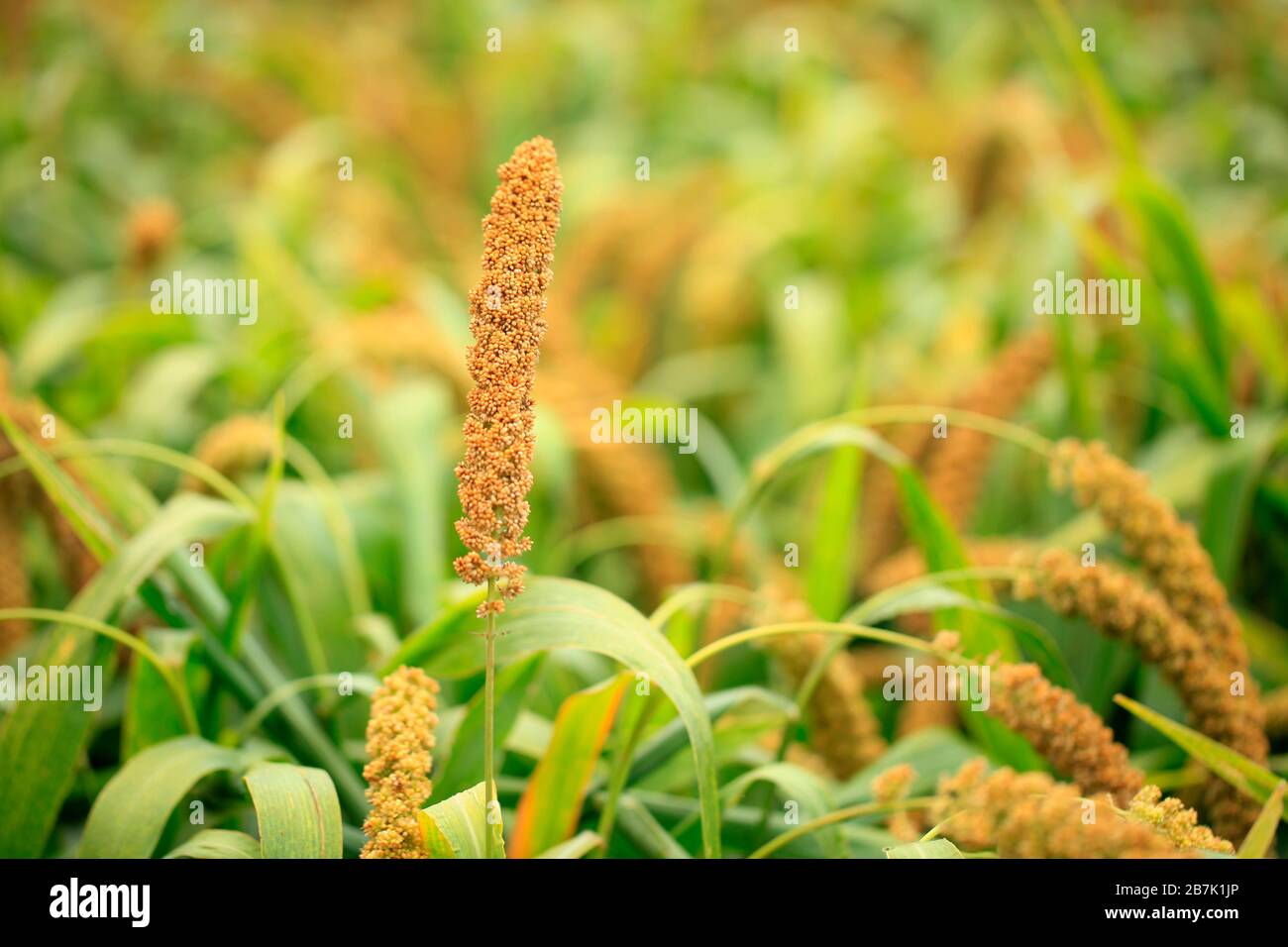foxtail millet, Millet is growing Stock Photo - Alamy