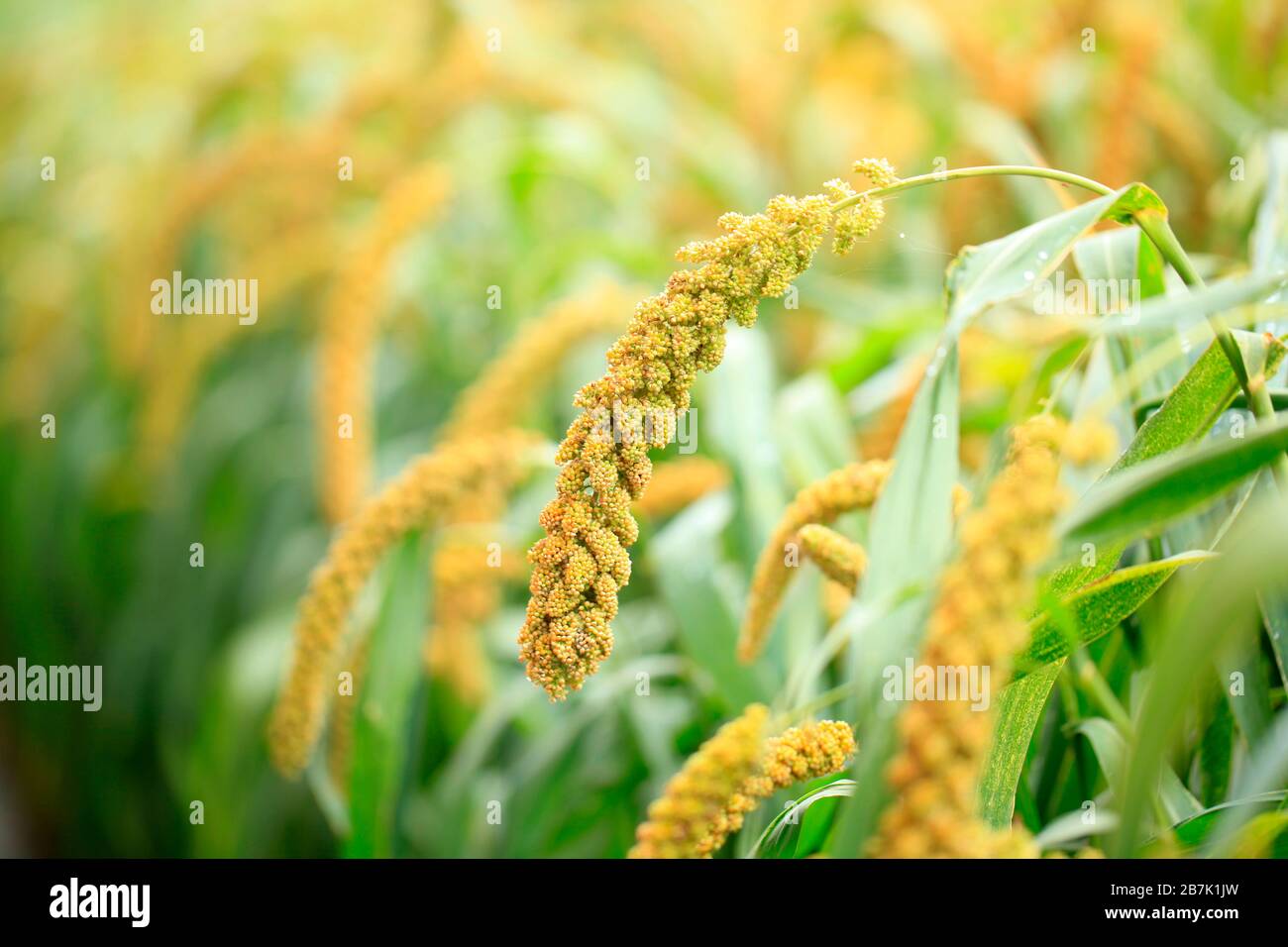 foxtail millet, Millet is growing Stock Photo - Alamy