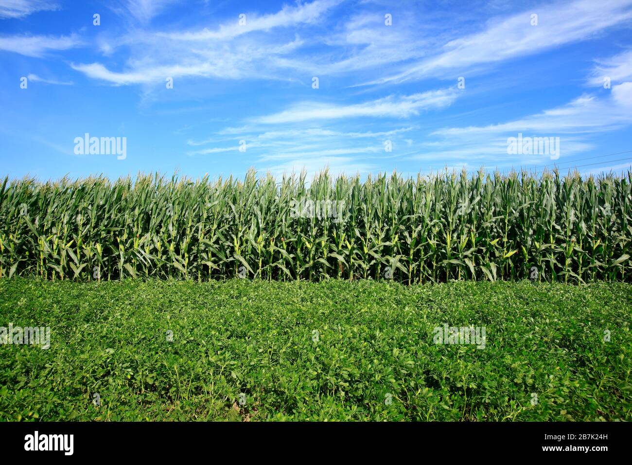 The corn in the field Stock Photo - Alamy