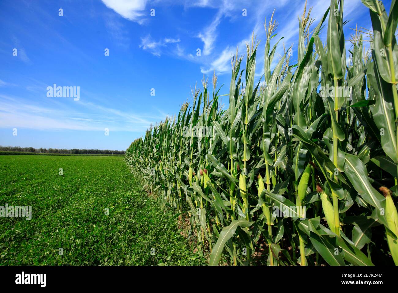 The corn in the field Stock Photo - Alamy