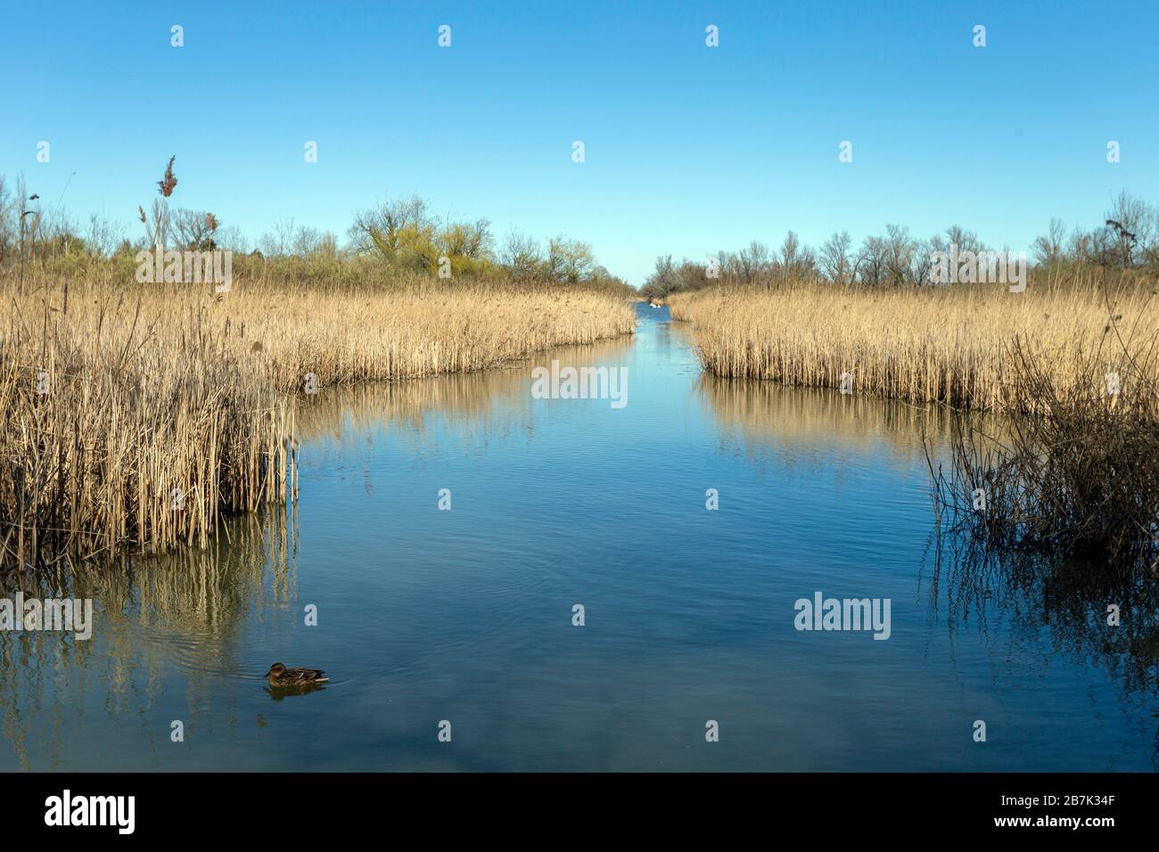 Floating swamp trail in Szigetszentmiklos, Hungary in March Stock Photo ...