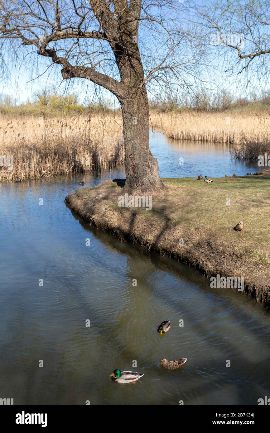 Floating swamp trail in Szigetszentmiklos, Hungary in March Stock Photo ...