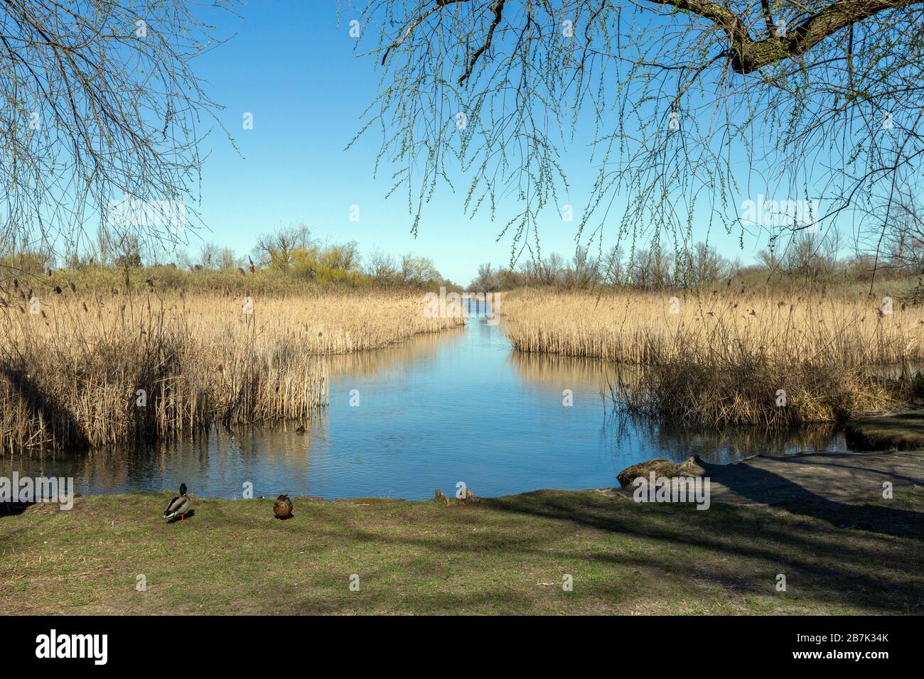 Floating swamp trail in Szigetszentmiklos, Hungary in March Stock Photo ...