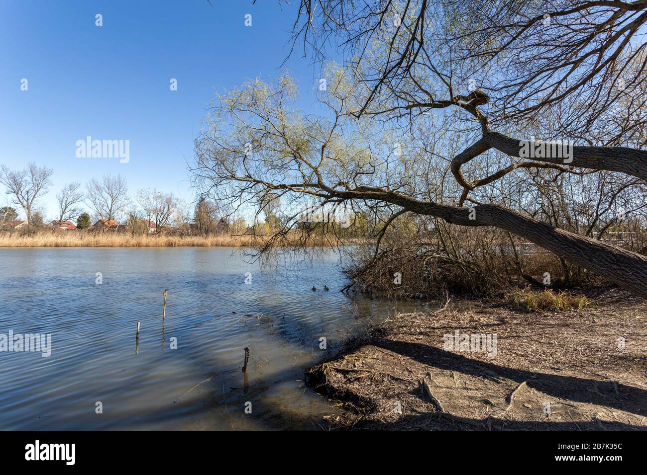 Floating swamp trail in Szigetszentmiklos, Hungary in March Stock Photo ...