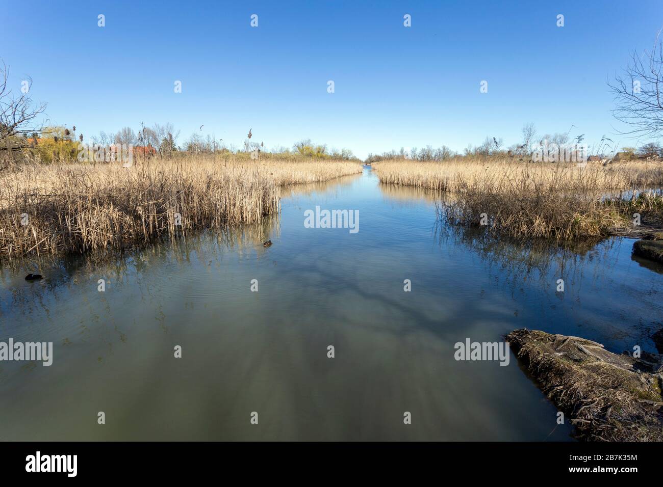 Floating swamp trail in Szigetszentmiklos, Hungary in March Stock Photo ...
