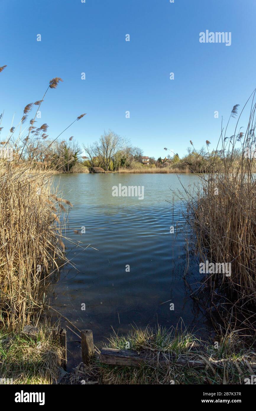 Floating swamp trail in Szigetszentmiklos, Hungary in March Stock Photo ...