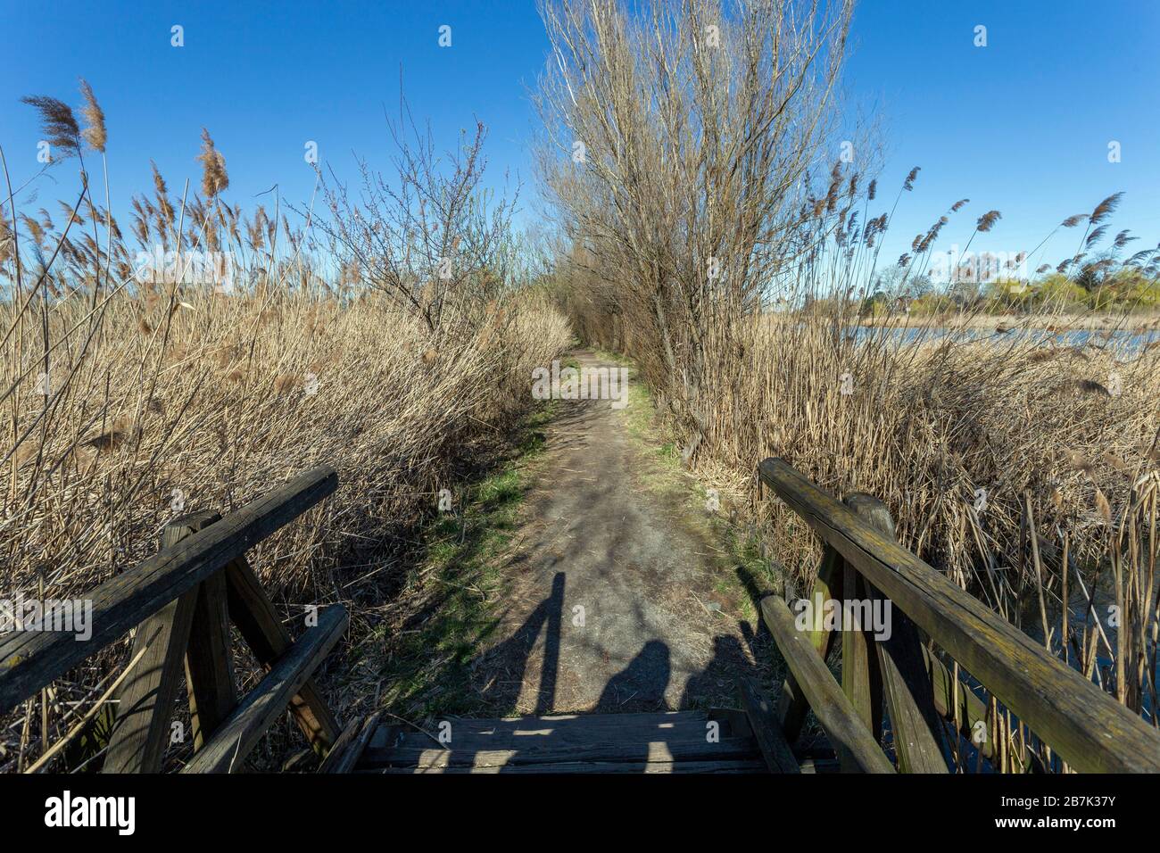 Floating swamp trail in Szigetszentmiklos, Hungary in March Stock Photo ...