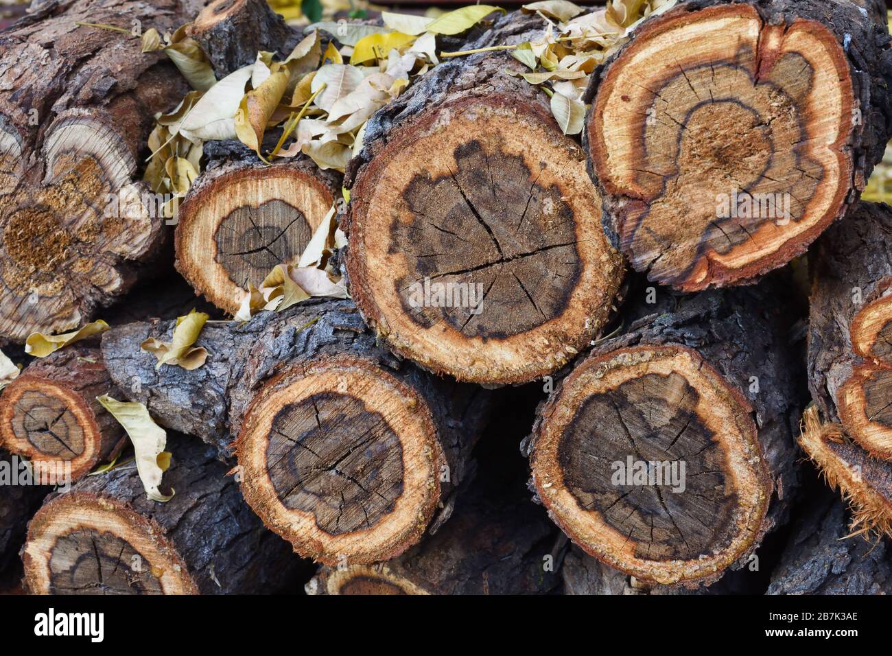 Firewood Stack With Autumn Leaves (Vachellia sp Stock Photo - Alamy