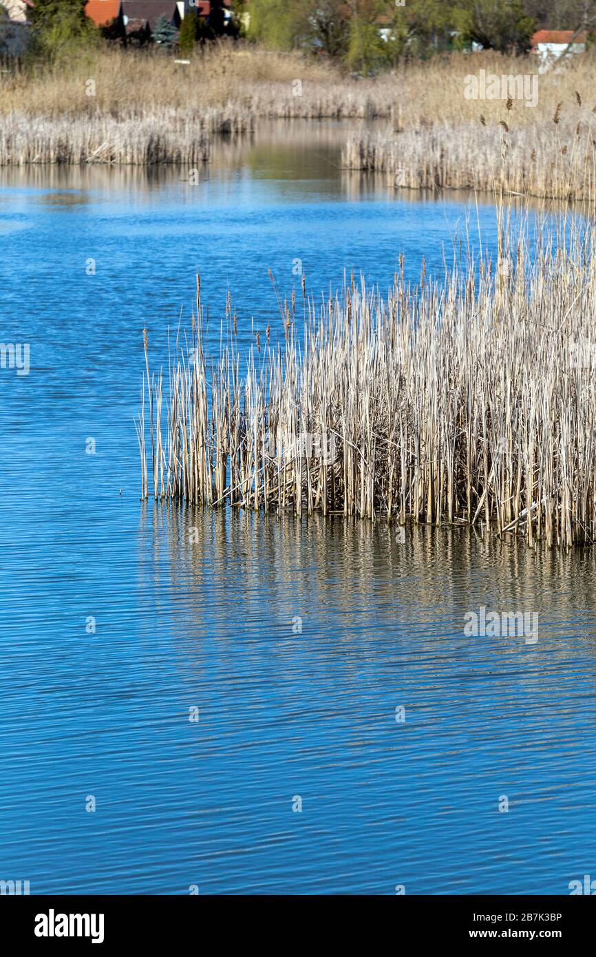 Floating swamp trail in Szigetszentmiklos, Hungary in March Stock Photo ...