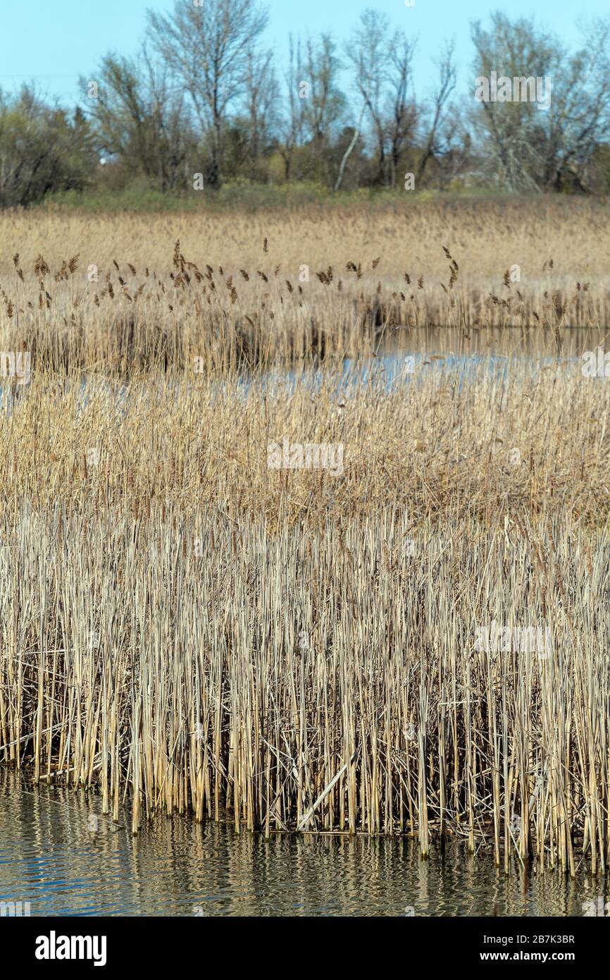 Floating swamp trail in Szigetszentmiklos, Hungary in March Stock Photo ...