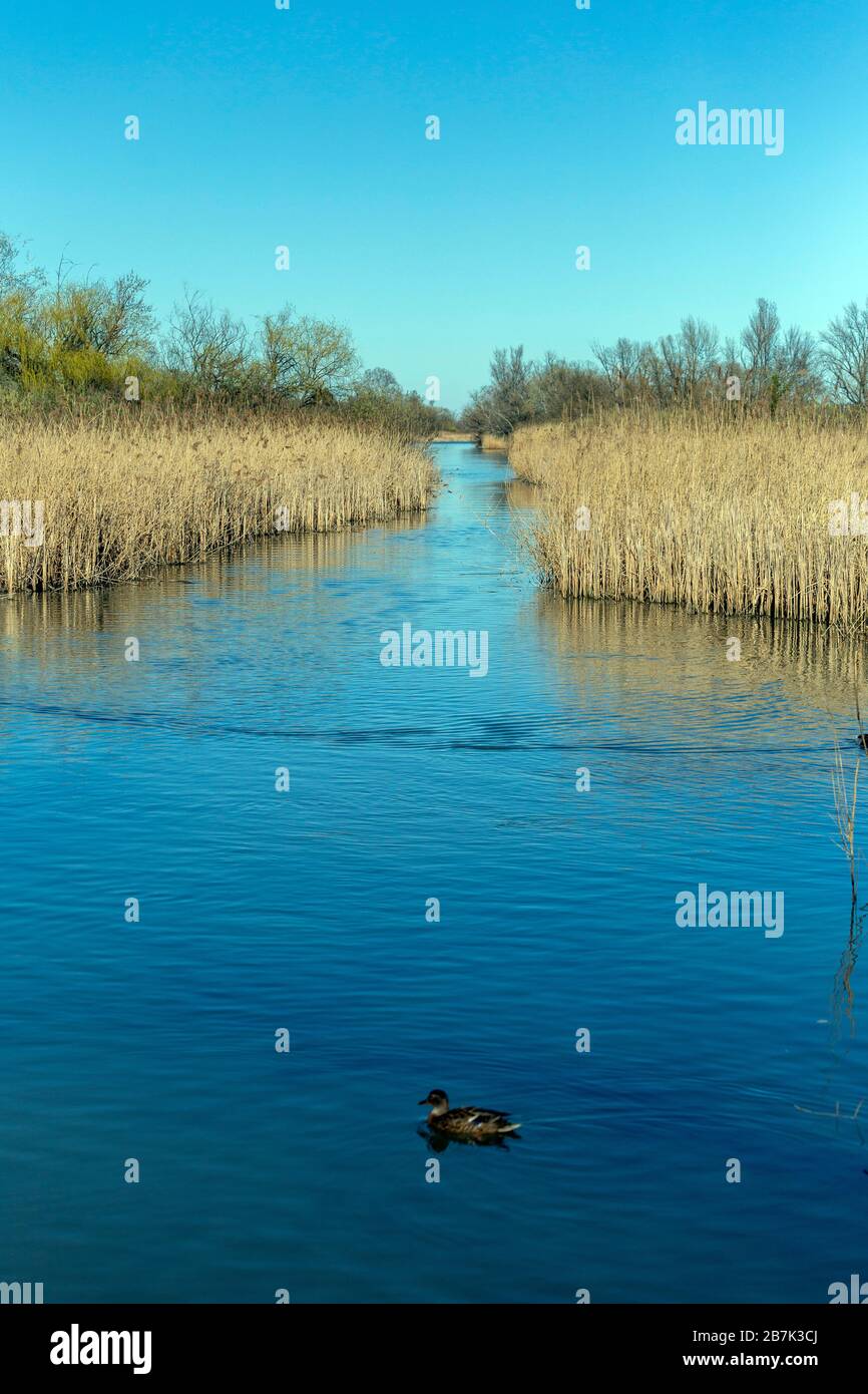 Floating swamp trail in Szigetszentmiklos, Hungary in March Stock Photo ...