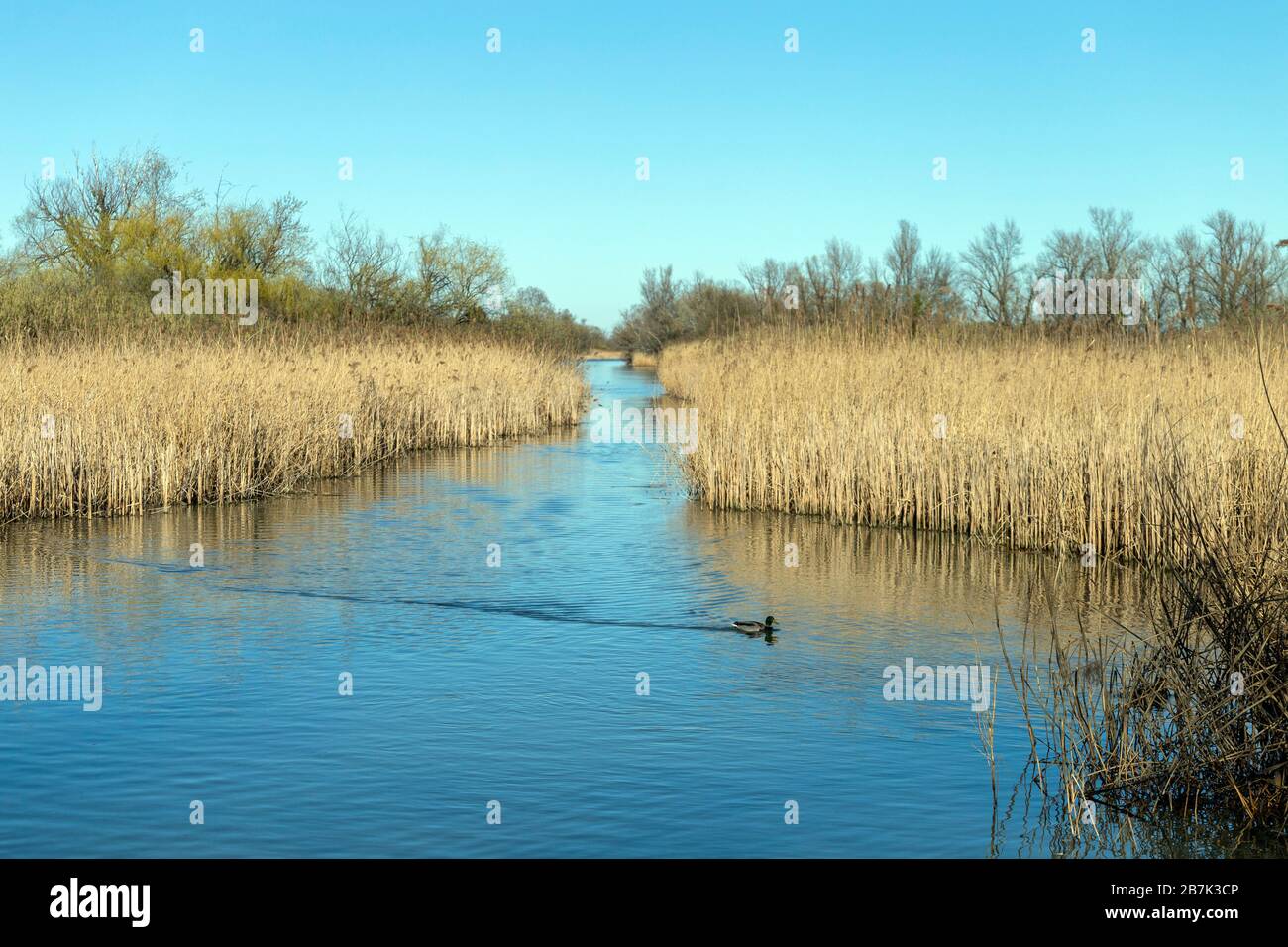 Floating swamp trail in Szigetszentmiklos, Hungary in March Stock Photo ...