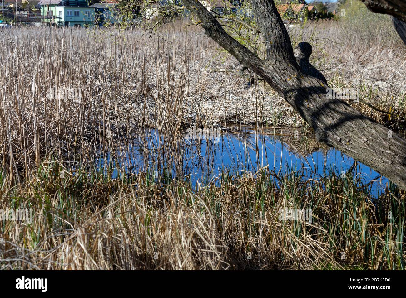 Floating swamp trail in Szigetszentmiklos, Hungary in March Stock Photo ...