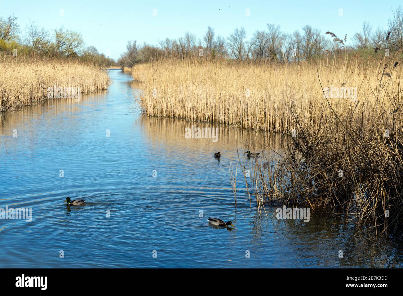 Floating swamp trail in Szigetszentmiklos, Hungary in March Stock Photo ...
