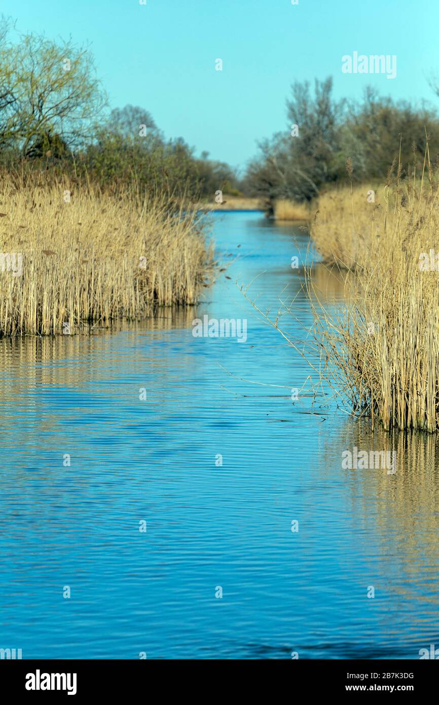 Floating swamp trail in Szigetszentmiklos, Hungary in March Stock Photo ...