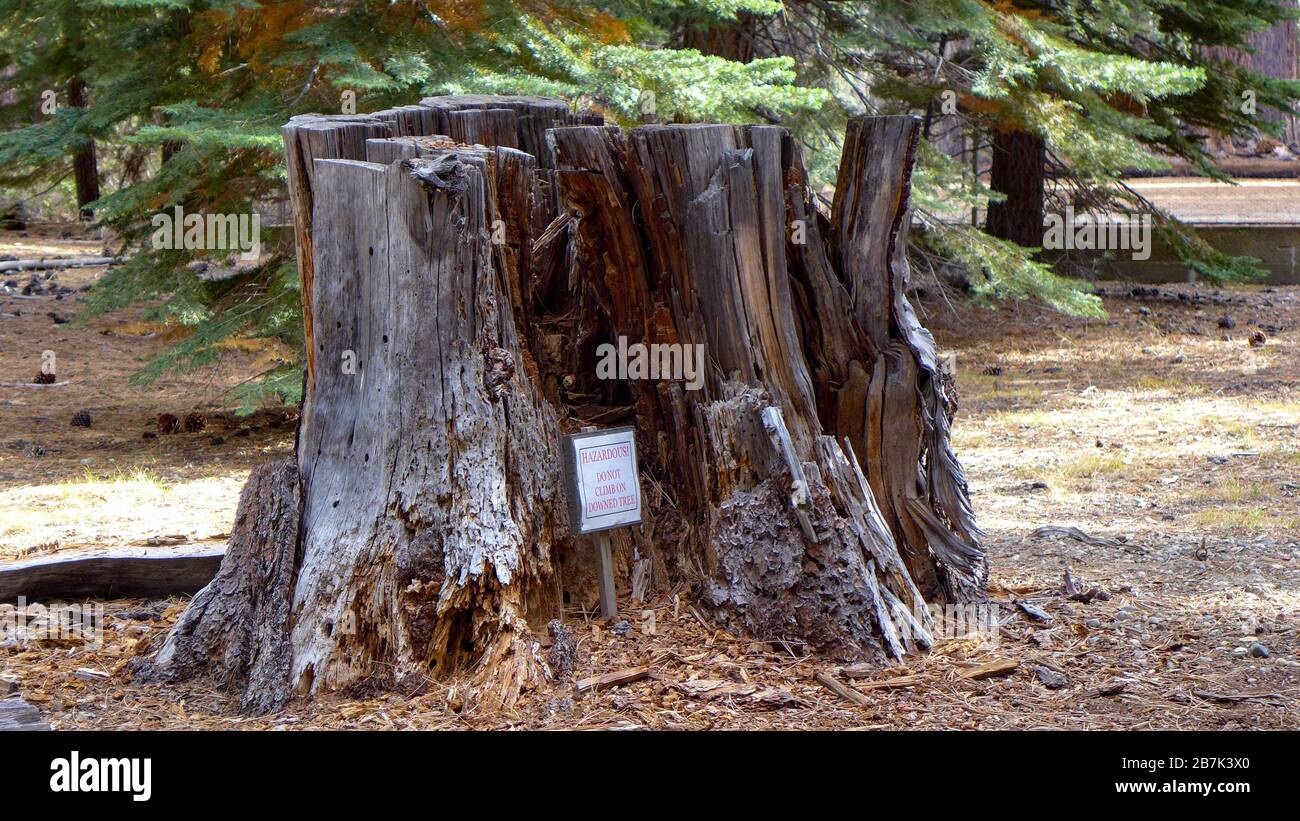 Old dead tree stump in Tallac Historic Site Lake Tahoe California US ...