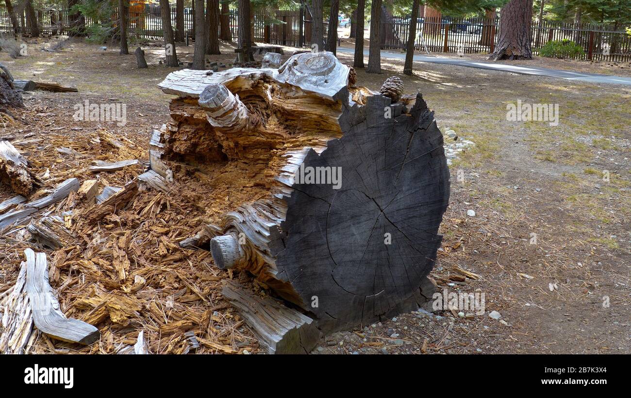Old dead tree stump in Tallac Historic Site Lake Tahoe California US ...