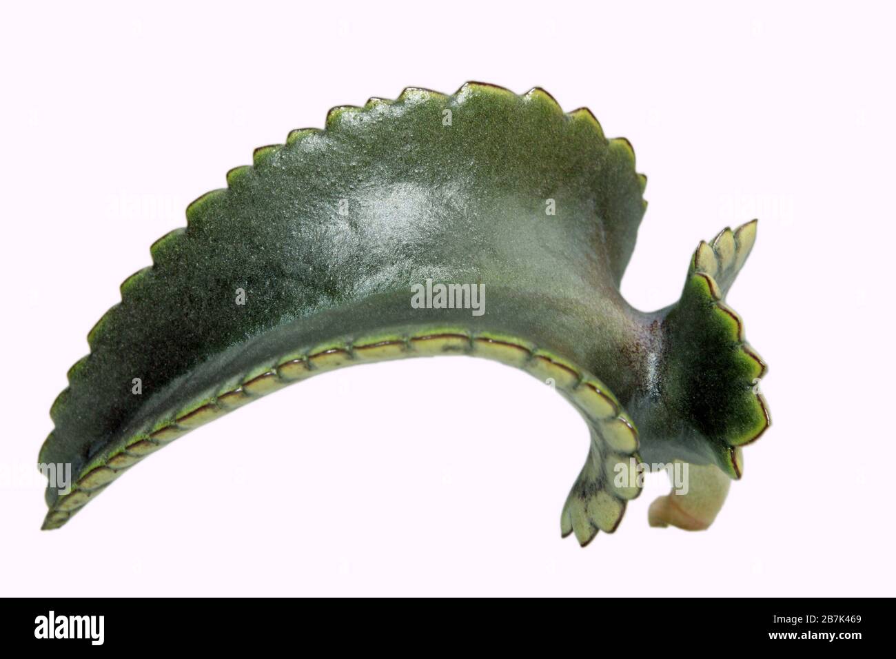 a special leaf, it can be used as medical Stock Photo - Alamy