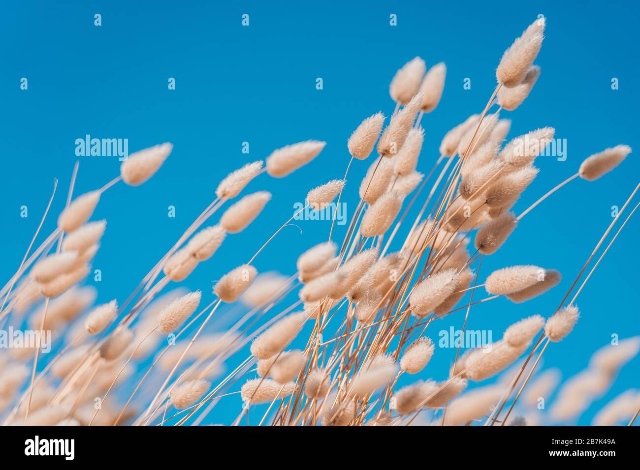 Bunny tails grass on vintage style; natura background Stock Photo - Alamy