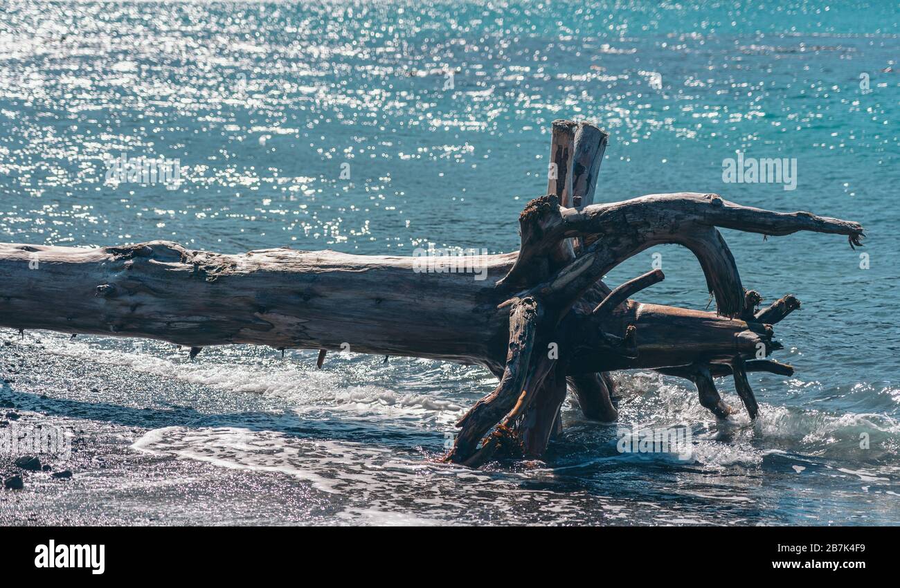 Dead wood on the beach; Dead tree on the beach Stock Photo - Alamy