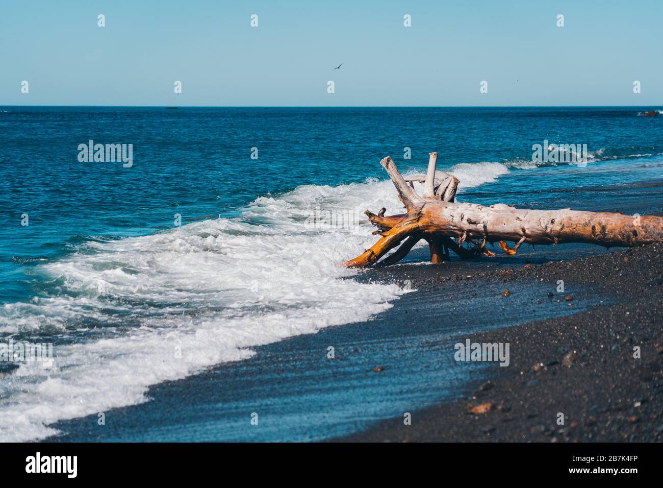Dead wood on the beach; Dead tree on the beach Stock Photo - Alamy