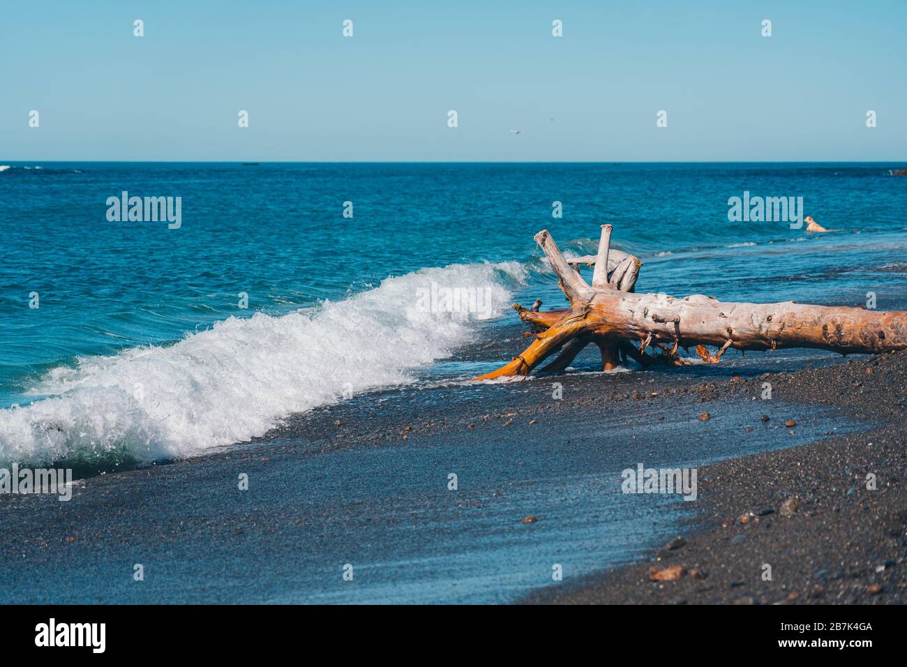 Dead wood on the beach; Dead tree on the beach Stock Photo - Alamy