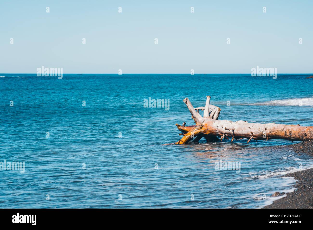Dead wood on the beach; Dead tree on the beach Stock Photo - Alamy