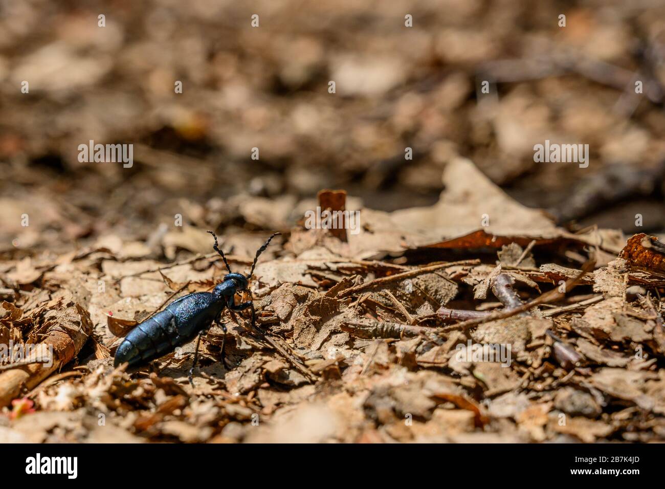 Iridescent Insect in Dry Leaves on forest floor Stock Photo - Alamy