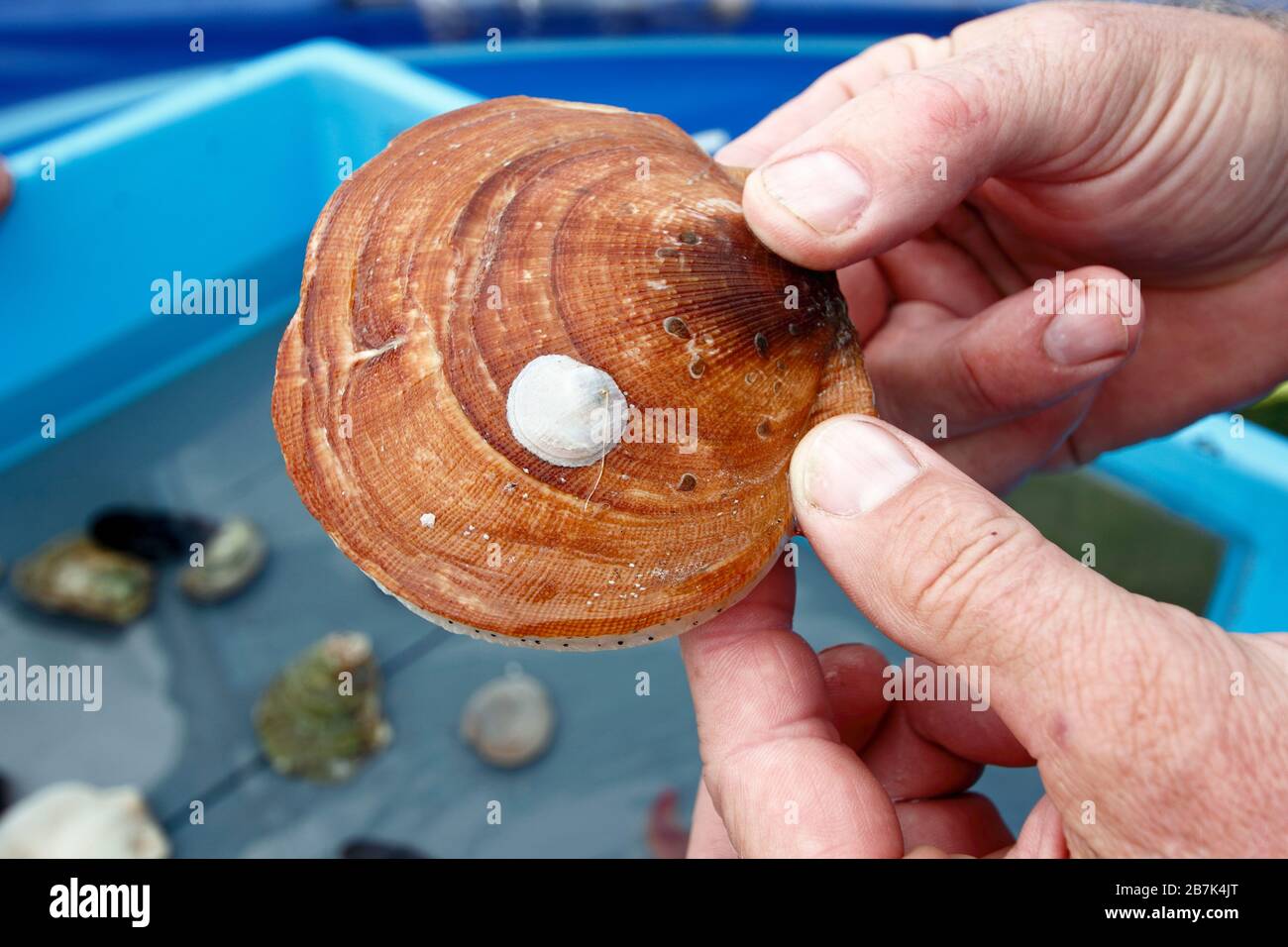 Scollop shell hi-res stock photography and images - Alamy
